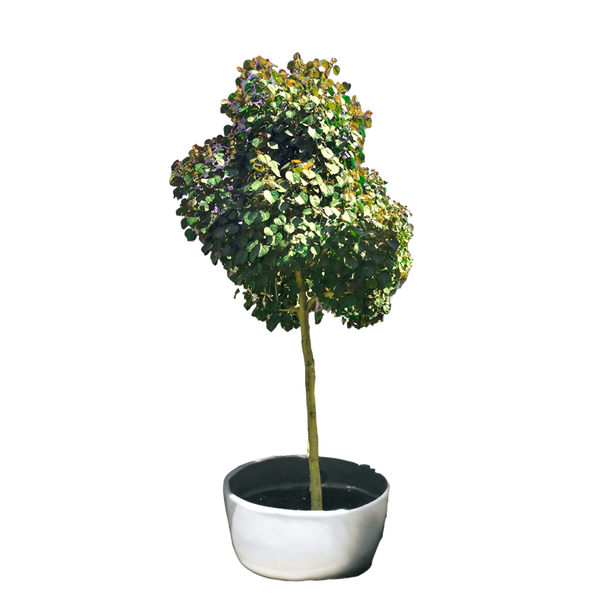 ficus microcarpa panda – Nanpoo Modern Nursery